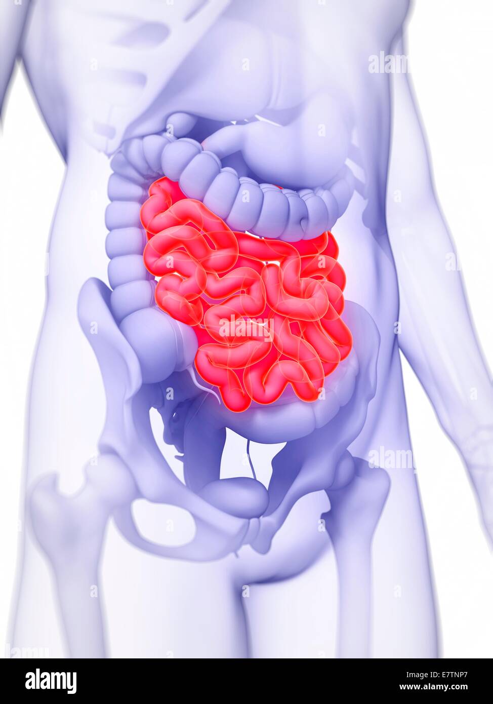 Human small intestine, computer artwork Stock Photo - Alamy