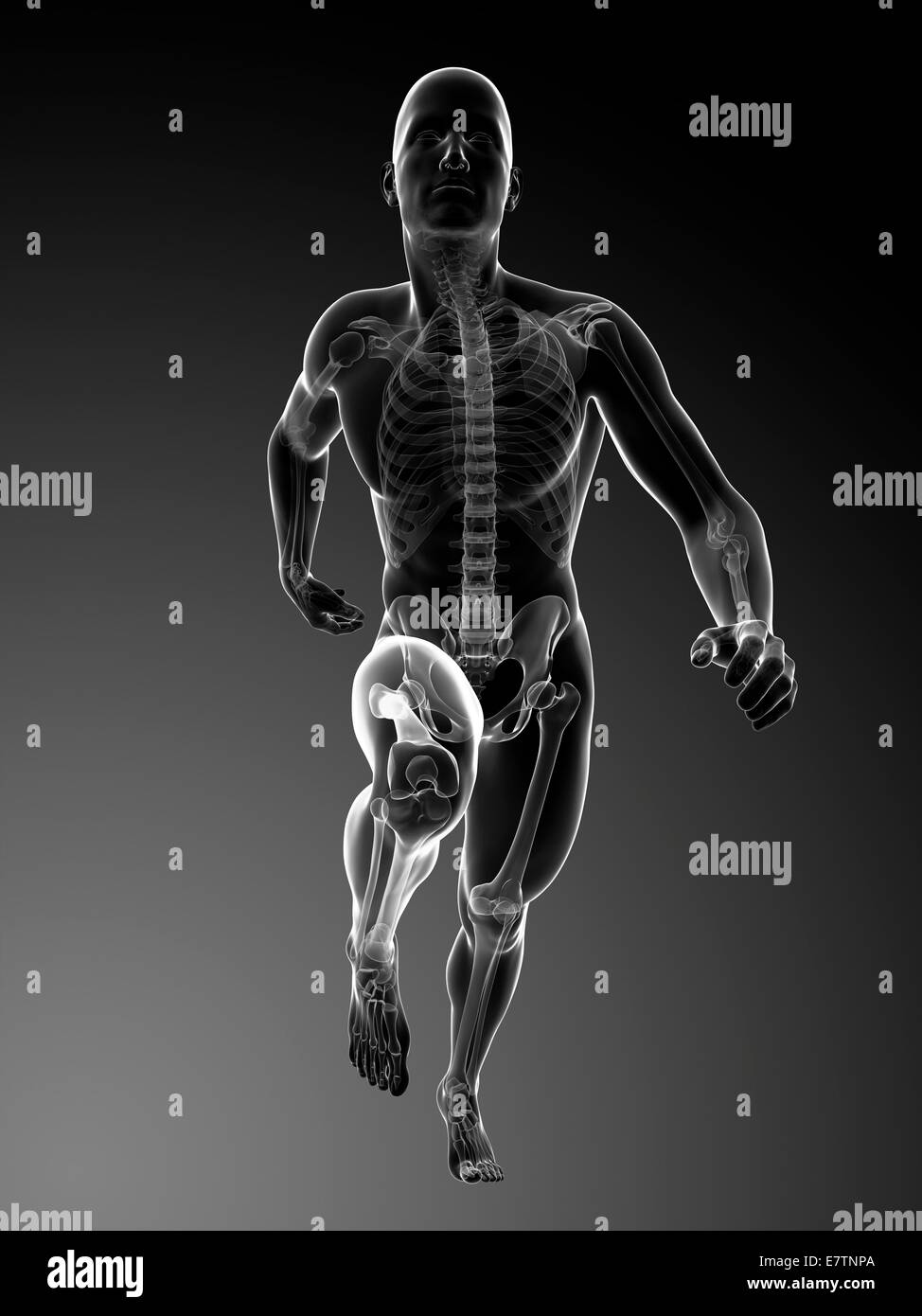 Human anatomy running, computer artwork Stock Photo - Alamy
