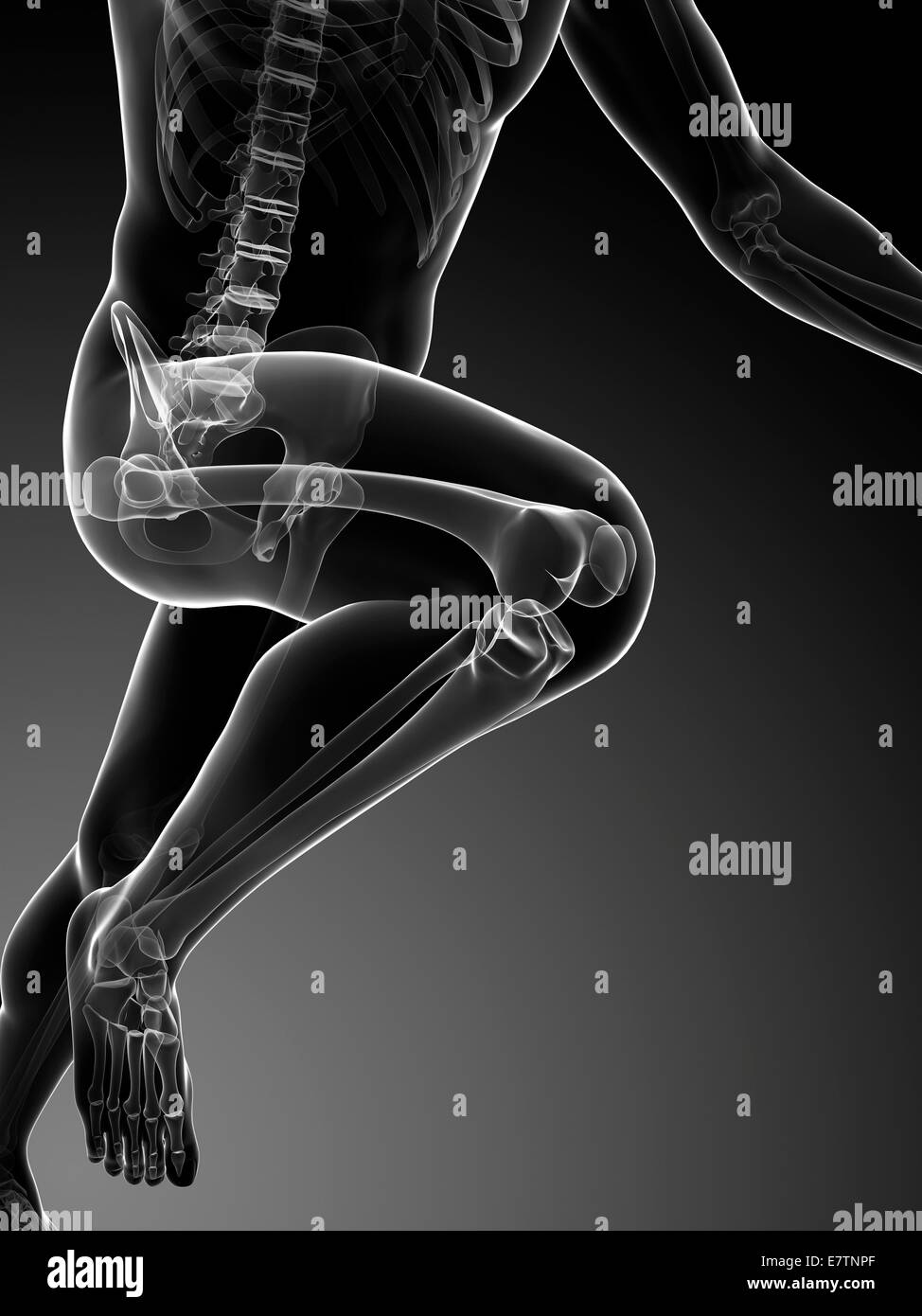 Human anatomy running, computer artwork Stock Photo - Alamy