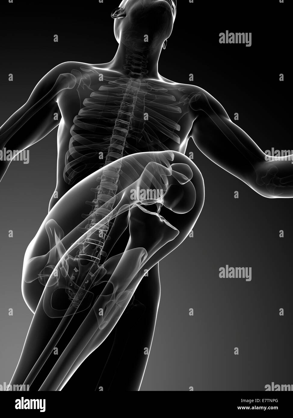 Human anatomy running, computer artwork Stock Photo - Alamy