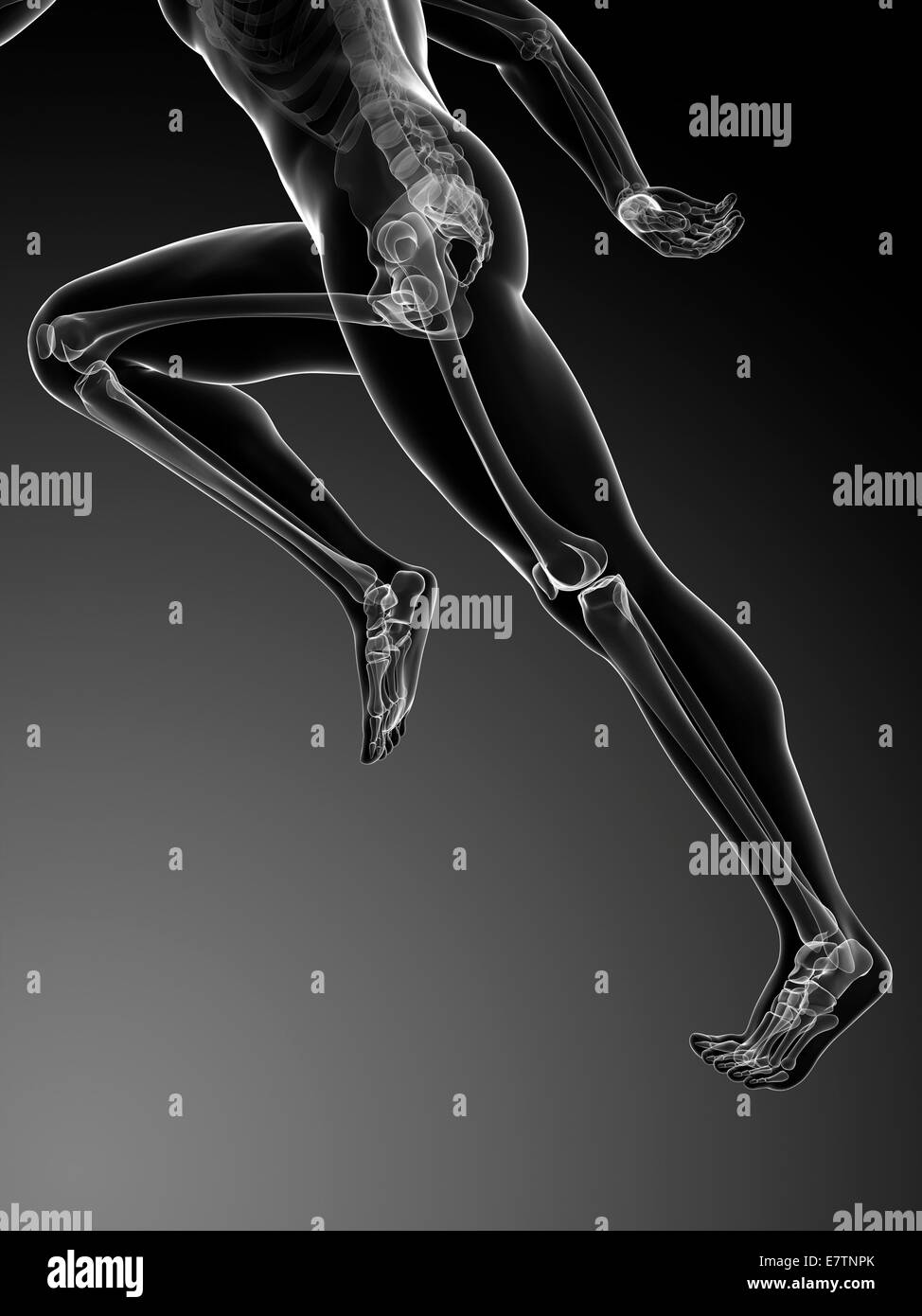 Human anatomy running, computer artwork Stock Photo - Alamy