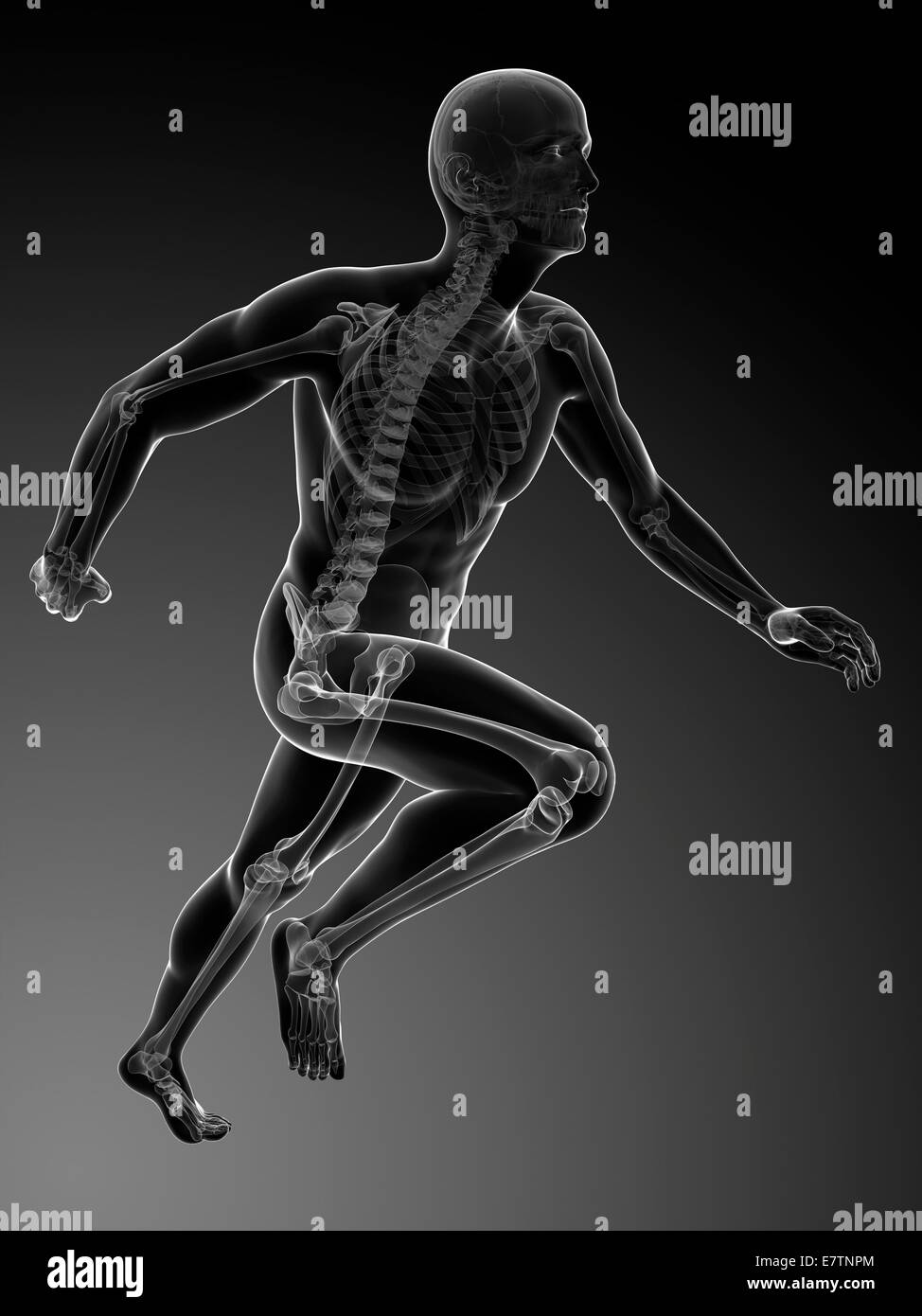 Human anatomy running, computer artwork Stock Photo - Alamy