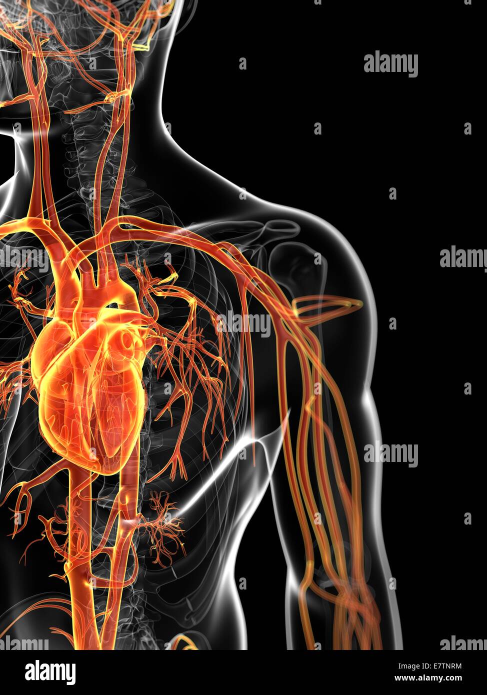Human vascular system, computer artwork Stock Photo - Alamy