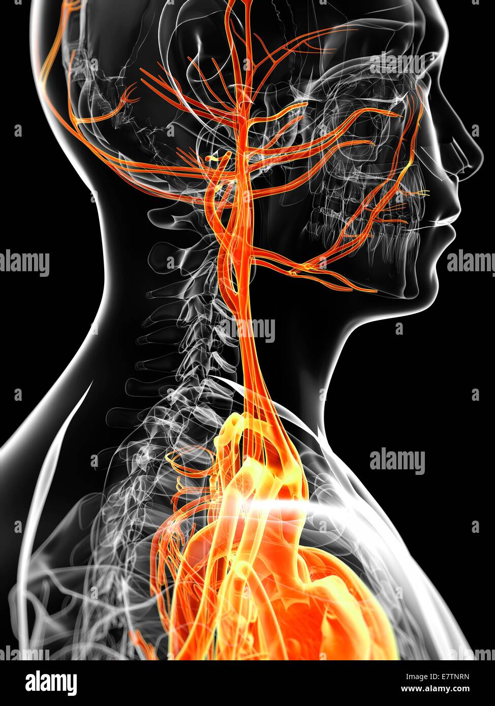 Human vascular system hi-res stock photography and images - Alamy