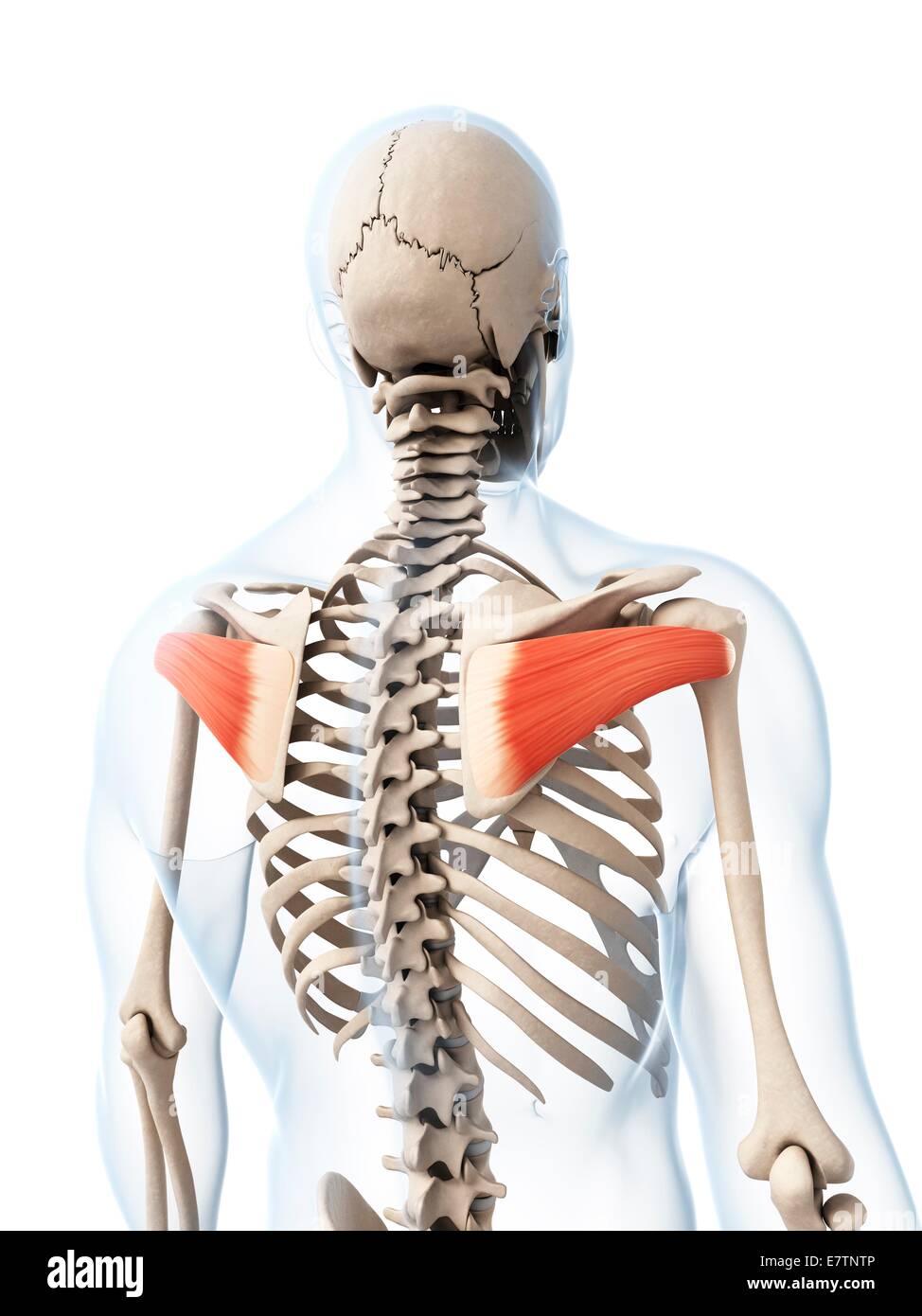 Human shoulder muscles, computer artwork Stock Photo - Alamy