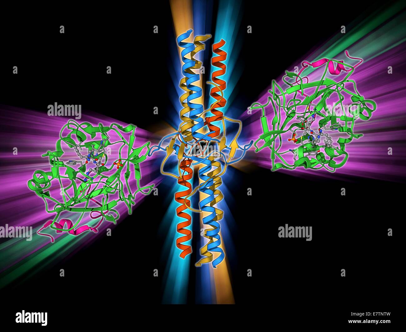 Thrombin complexed with fibrinogen, molecular model. The thrombin ...