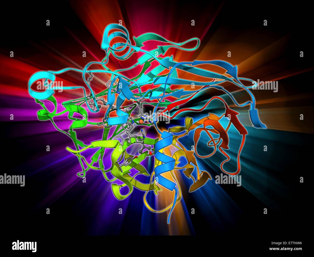 Retinal-producing oxygenase enzyme, molecular model. This enzyme plays ...