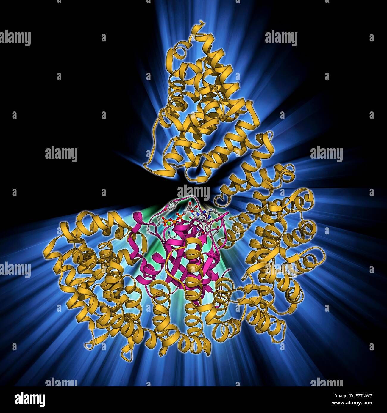 Nuclear import complex. Molecular model of an importin protein ...