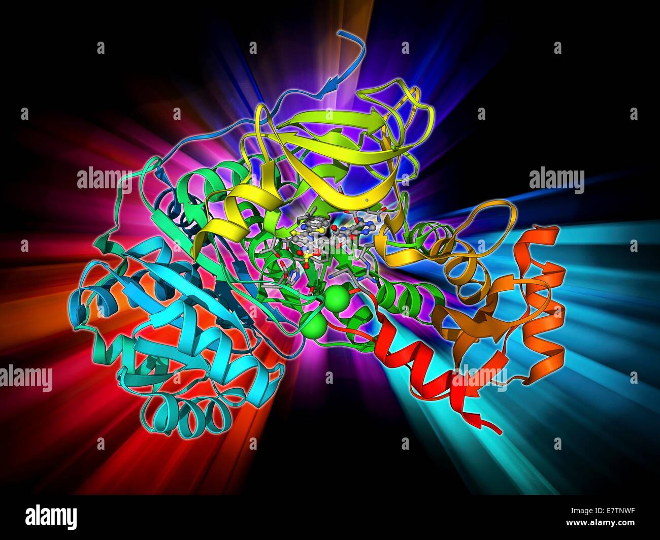 Bioluminescent enzyme. Molecular model of the bioluminescent enzyme ...