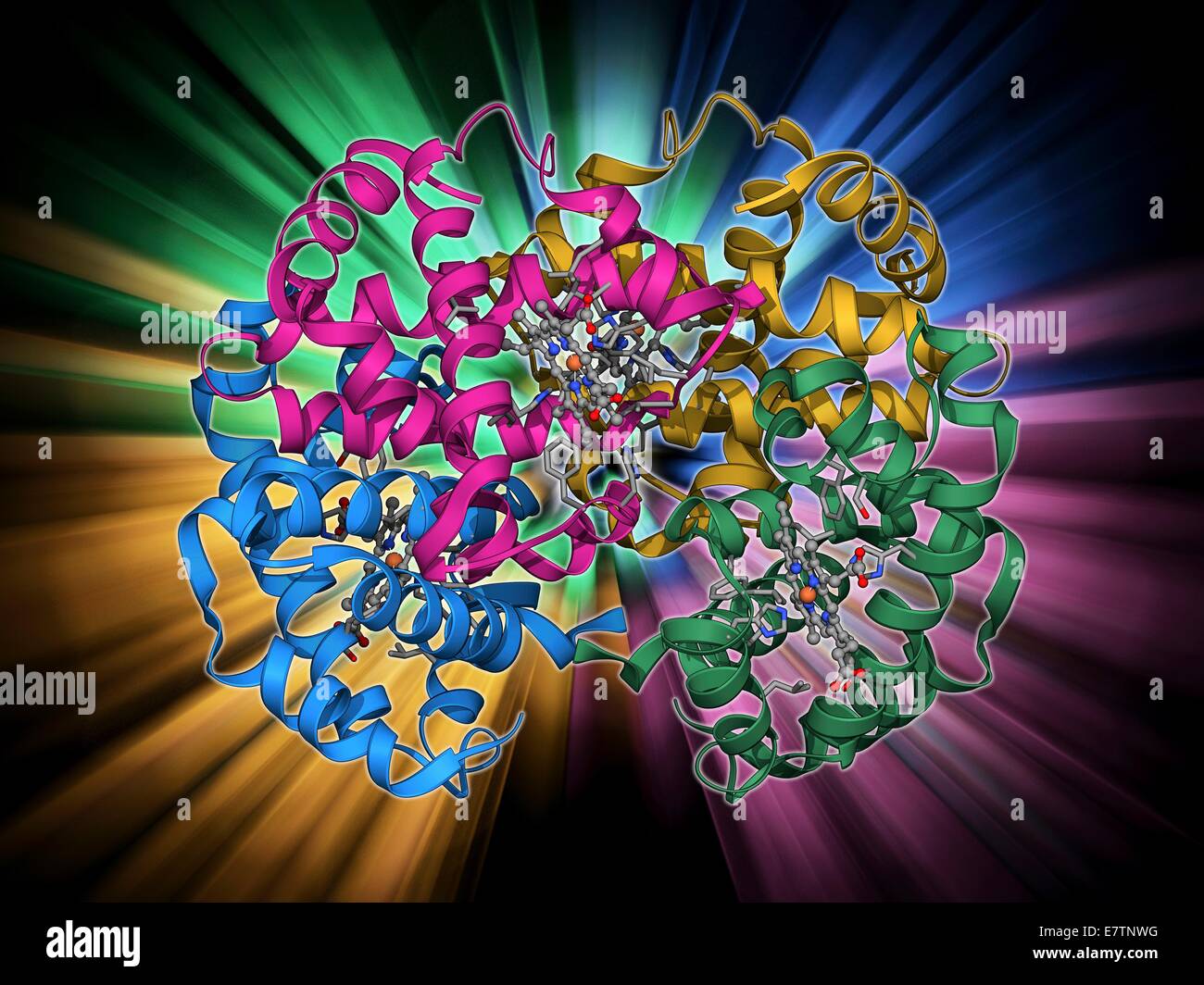 Haemoglobin protein High Resolution Stock Photography and Images - Alamy