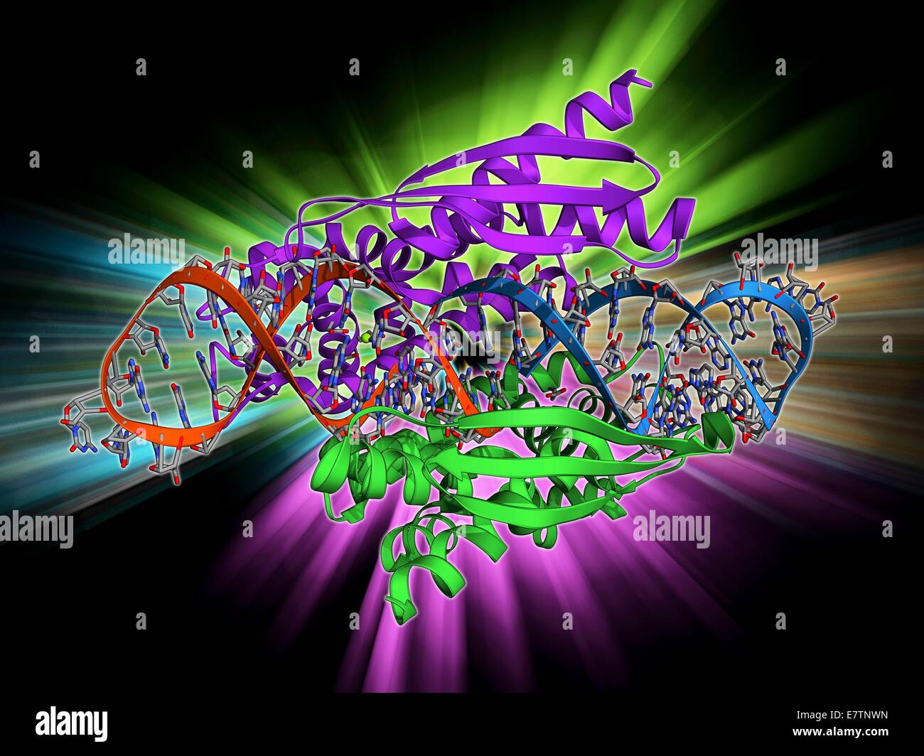 Rnase iii hi-res stock photography and images - Alamy