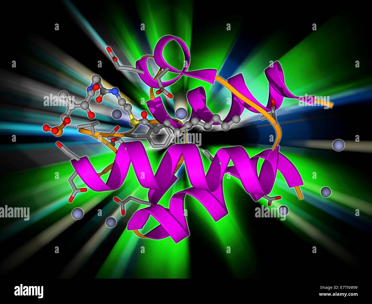 Acyl carrier protein (ACP), molecular model. This enzyme is involved in ...