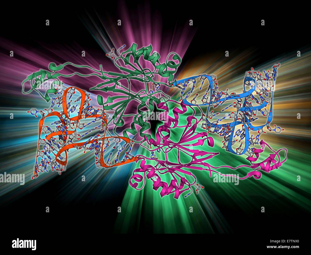 Ribonuclease bound to transfer RNA, molecular model. This complex ...