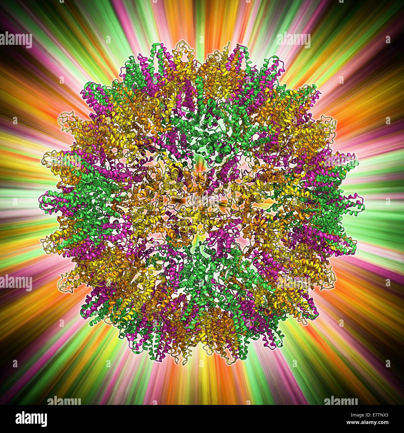 Hepatitis B virus capsid, molecular model. This virus, transmitted ...