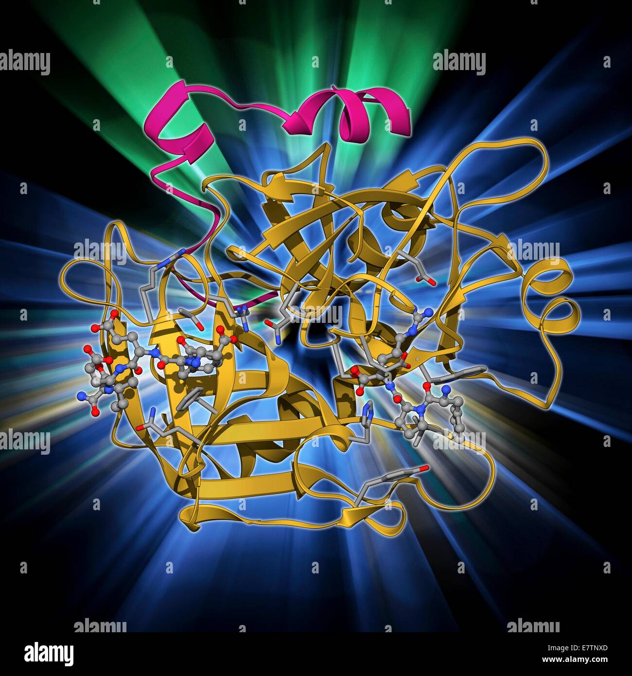 Thrombin protein, molecular model. Thrombin is an enzyme involved in ...