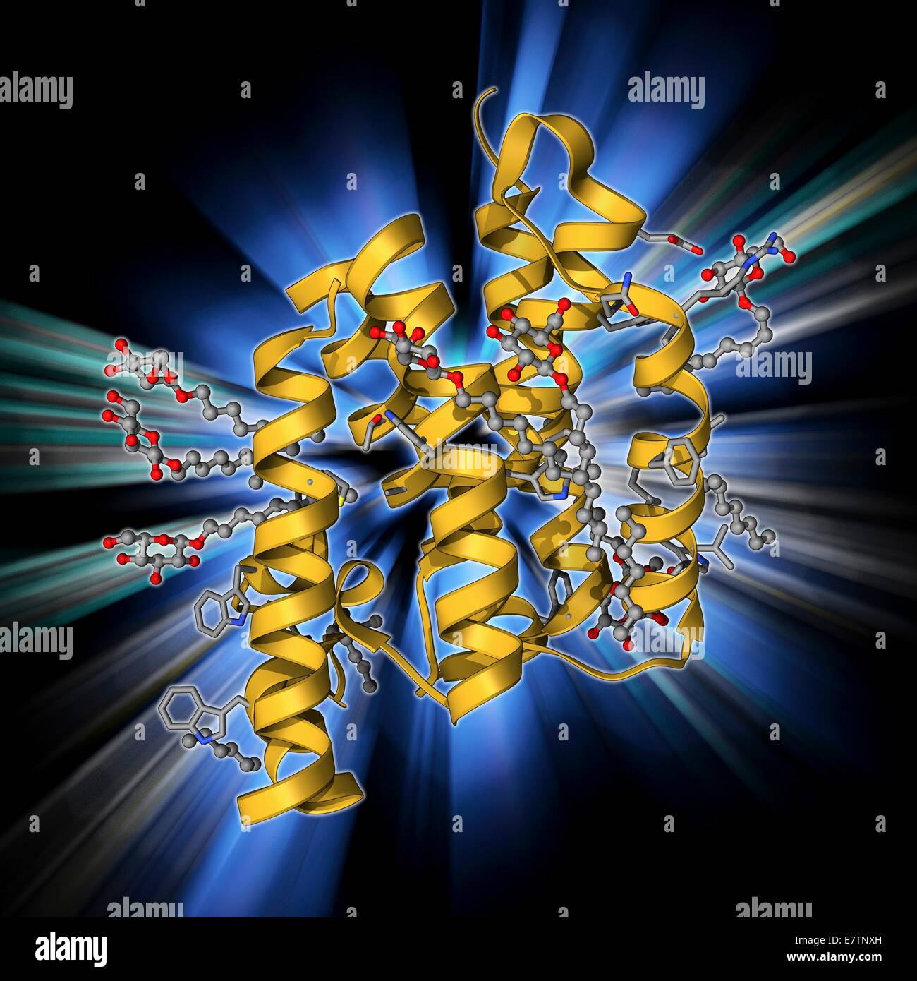 Rhomboid protease. Molecular model of the rhomboid protease enzyme GlpG ...