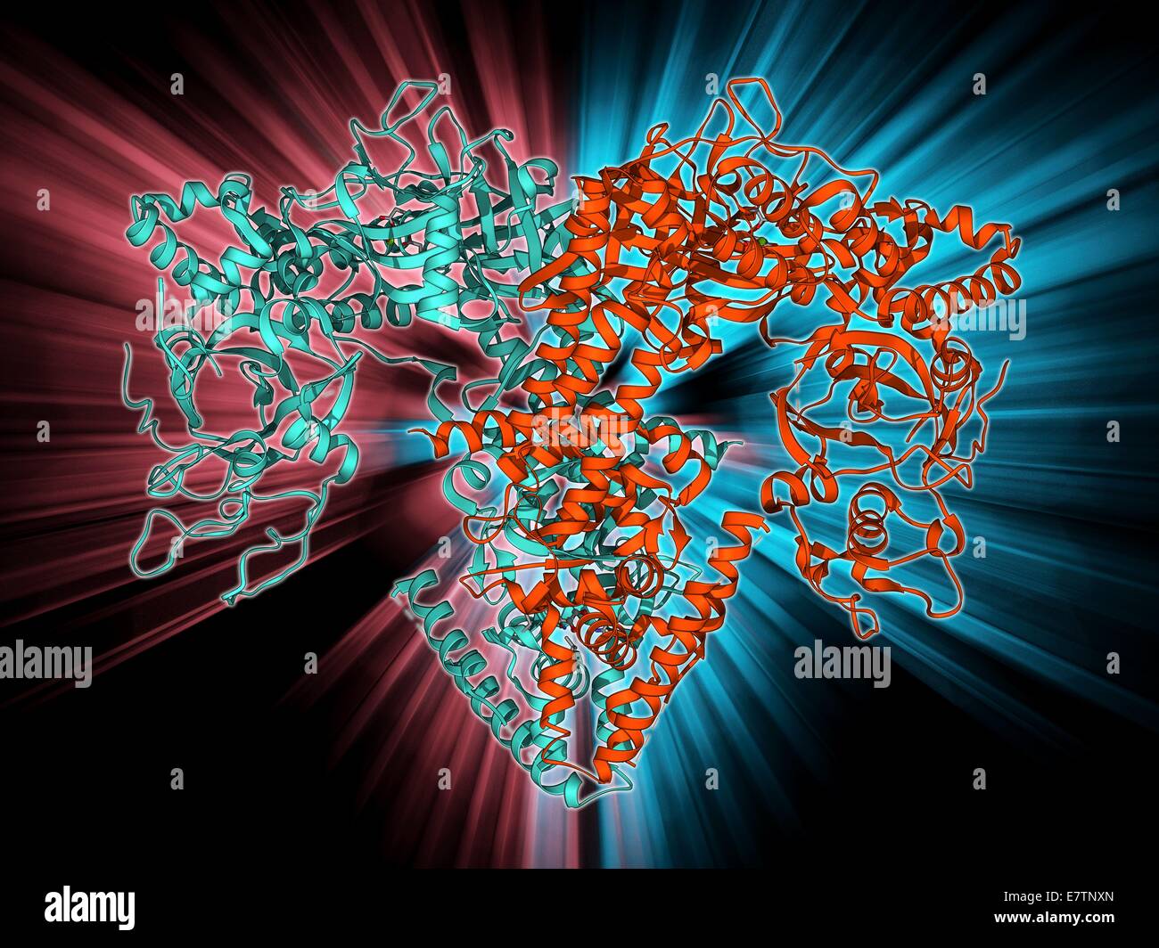 RNA-dependent RNA polymerase, molecular model. This enzyme catalyses ...