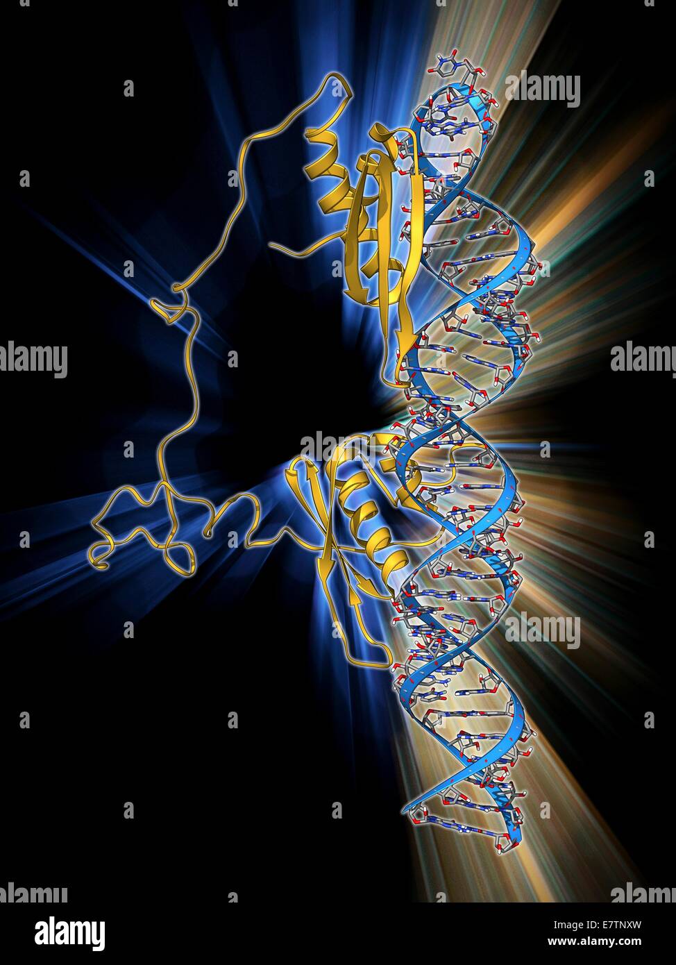 RNA editing enzyme, molecular model. This enzyme binds to double ...