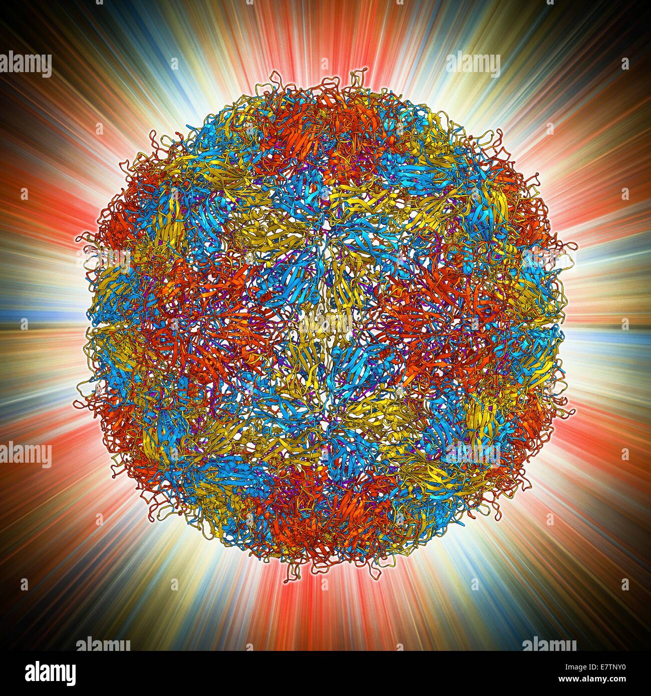 Cardiovirus hi-res stock photography and images - Alamy