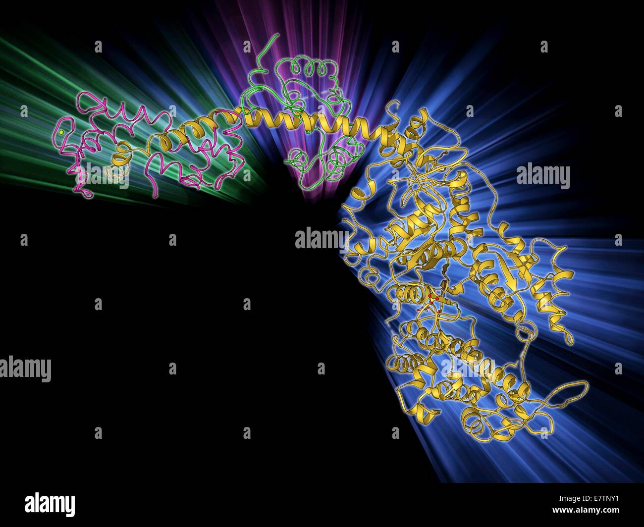 Myosin molecular motor protein, molecular model. Motor proteins convert ...