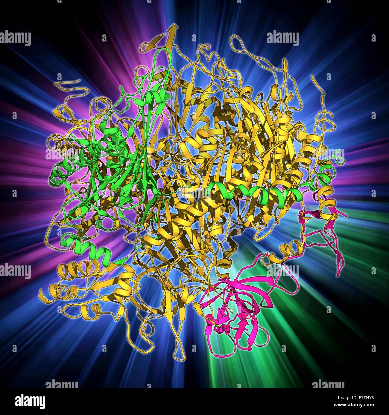 RNA exosome complex, molecular model. This multi-protein complex ...