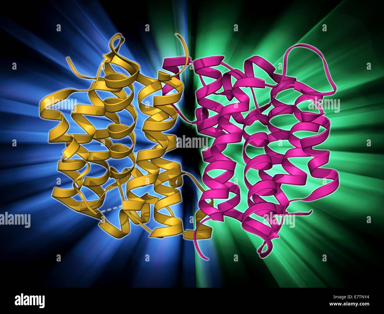 Rhomboid protease. Molecular model of the rhomboid protease enzyme GlpG ...