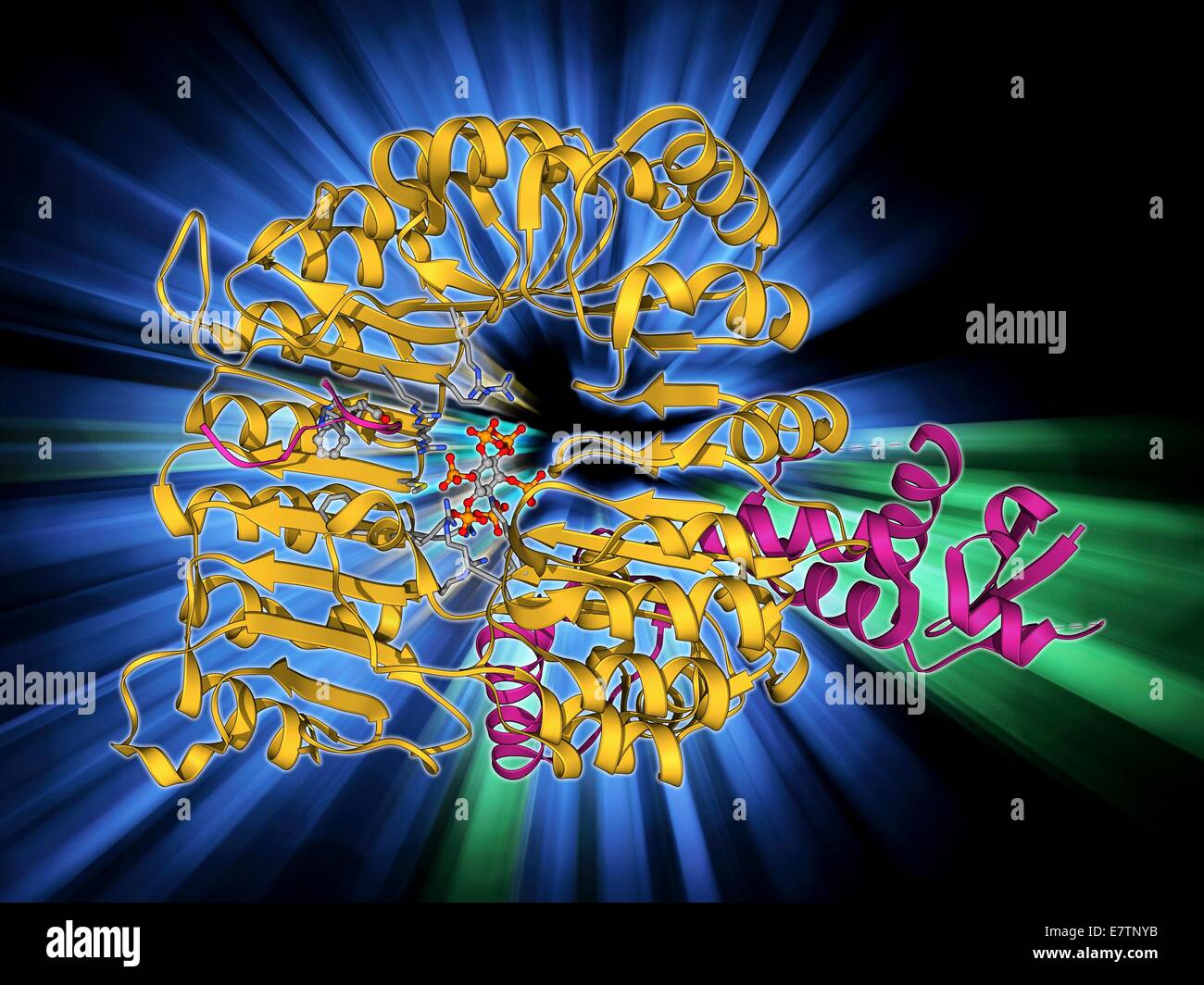 Transport inhibitor response 1 protein. Molecular model of the ...