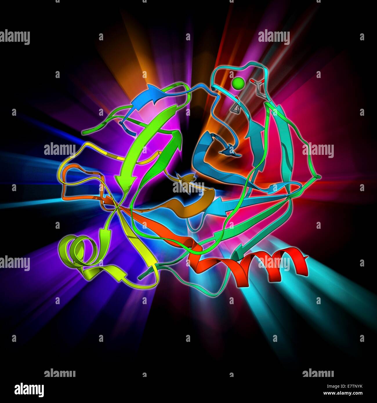 Trypsin molecule. Molecular model of the digestive protease enzyme ...