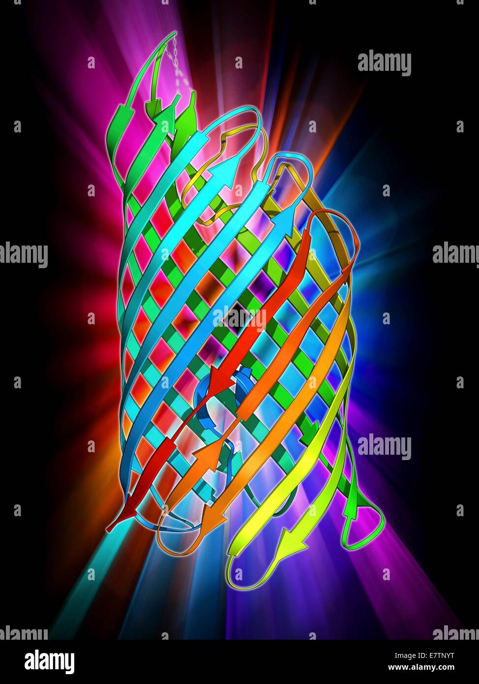 E. coli virulence factor. Molecular model of the beta-domain of the ...