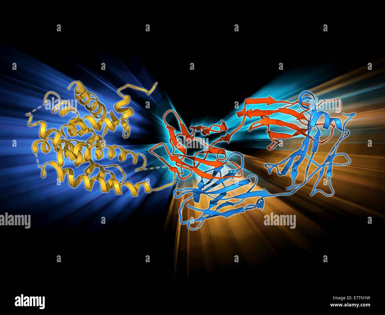 Beta-2 adrenergic receptor. Molecular model of a human beta-2 ...