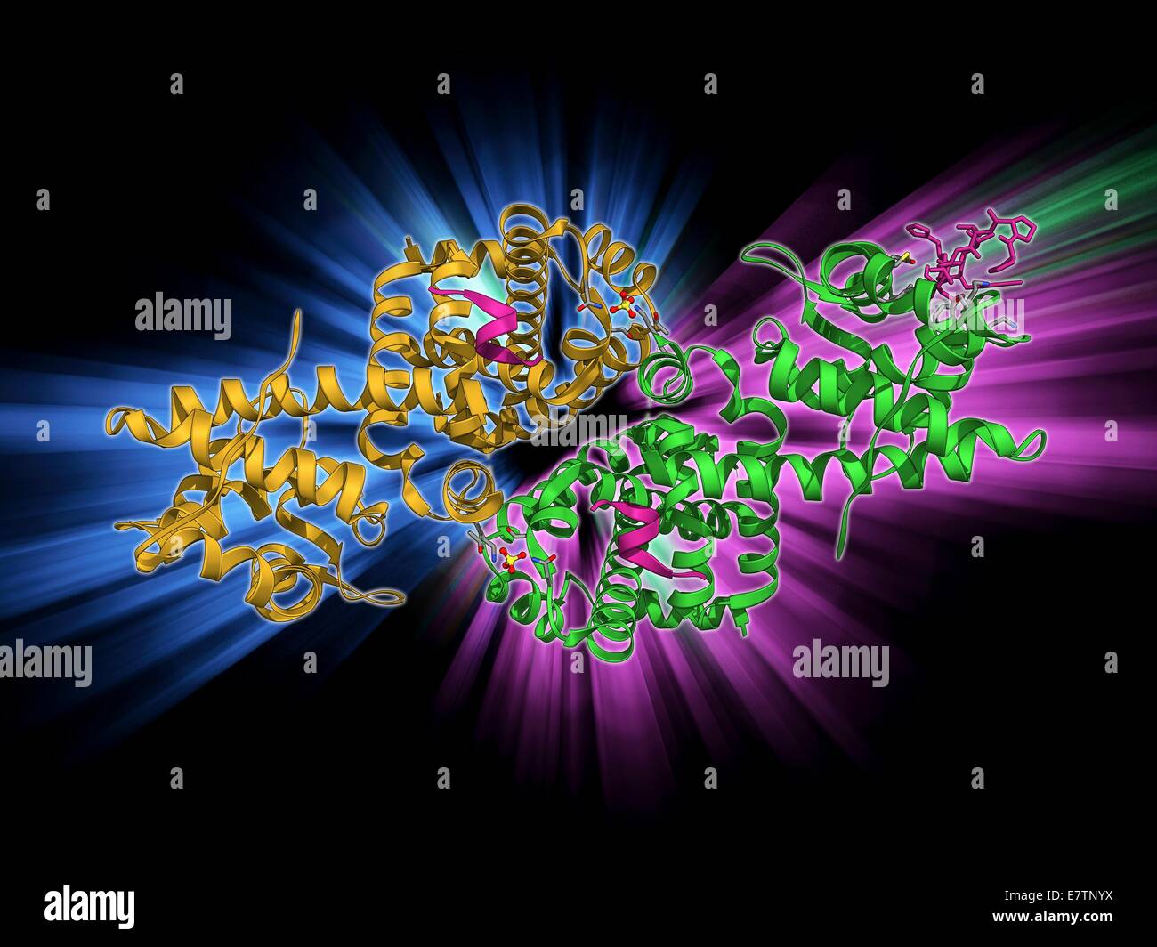 Adenovirus protein and tumour suppressor. Molecular model of the E1A ...