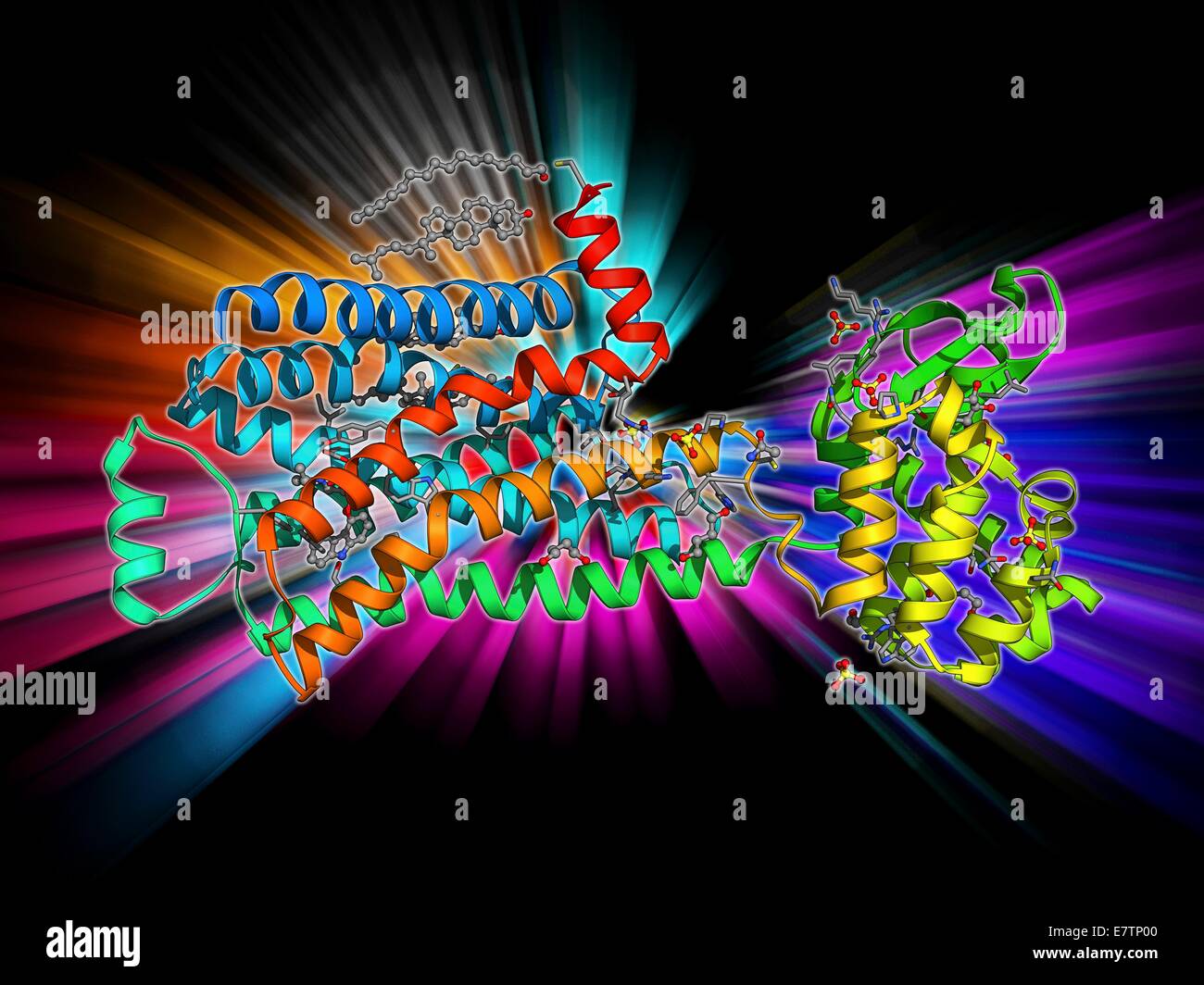 Beta 2 receptors hi-res stock photography and images - Alamy