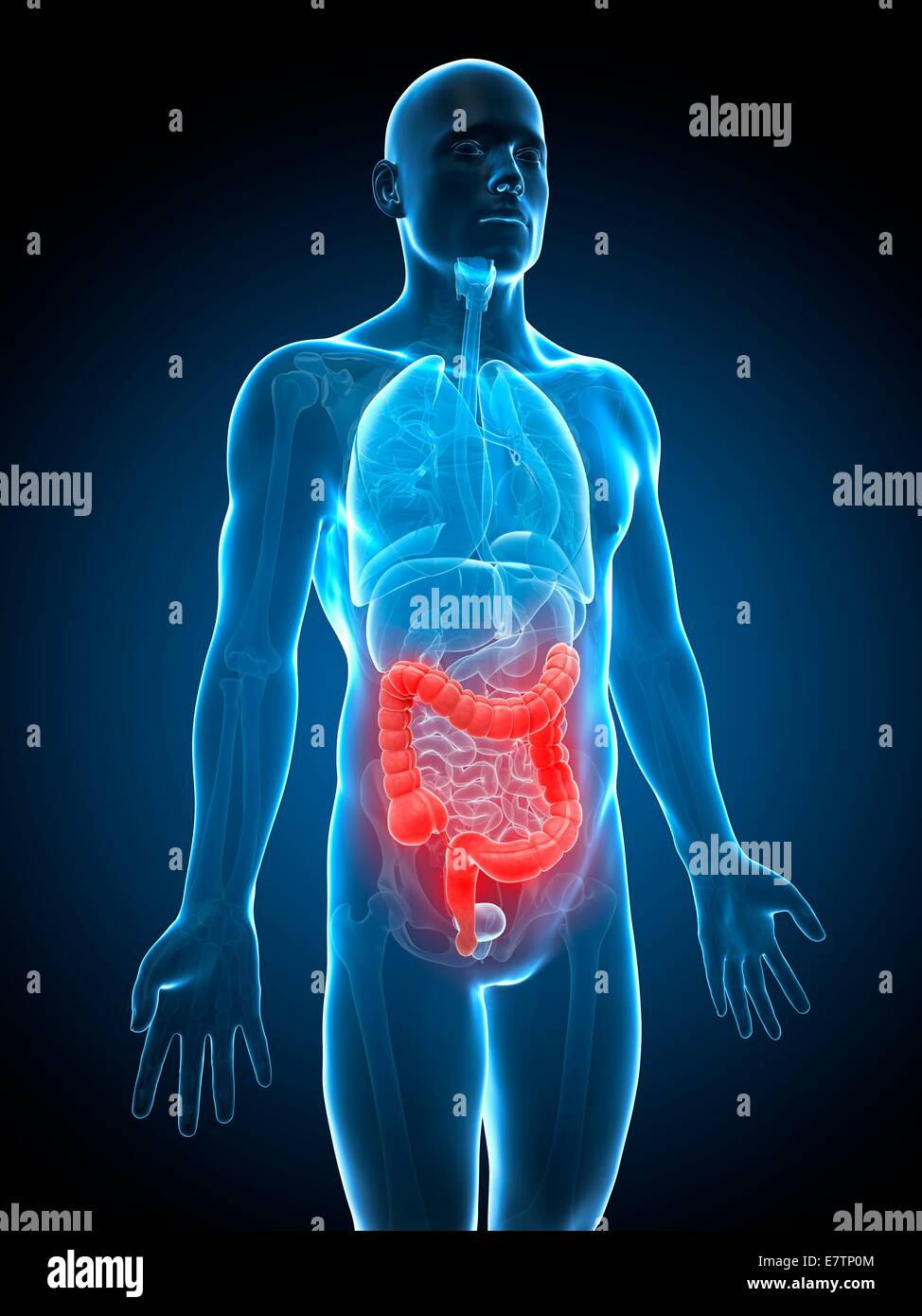 Human intestine and colon, computer artwork Stock Photo - Alamy