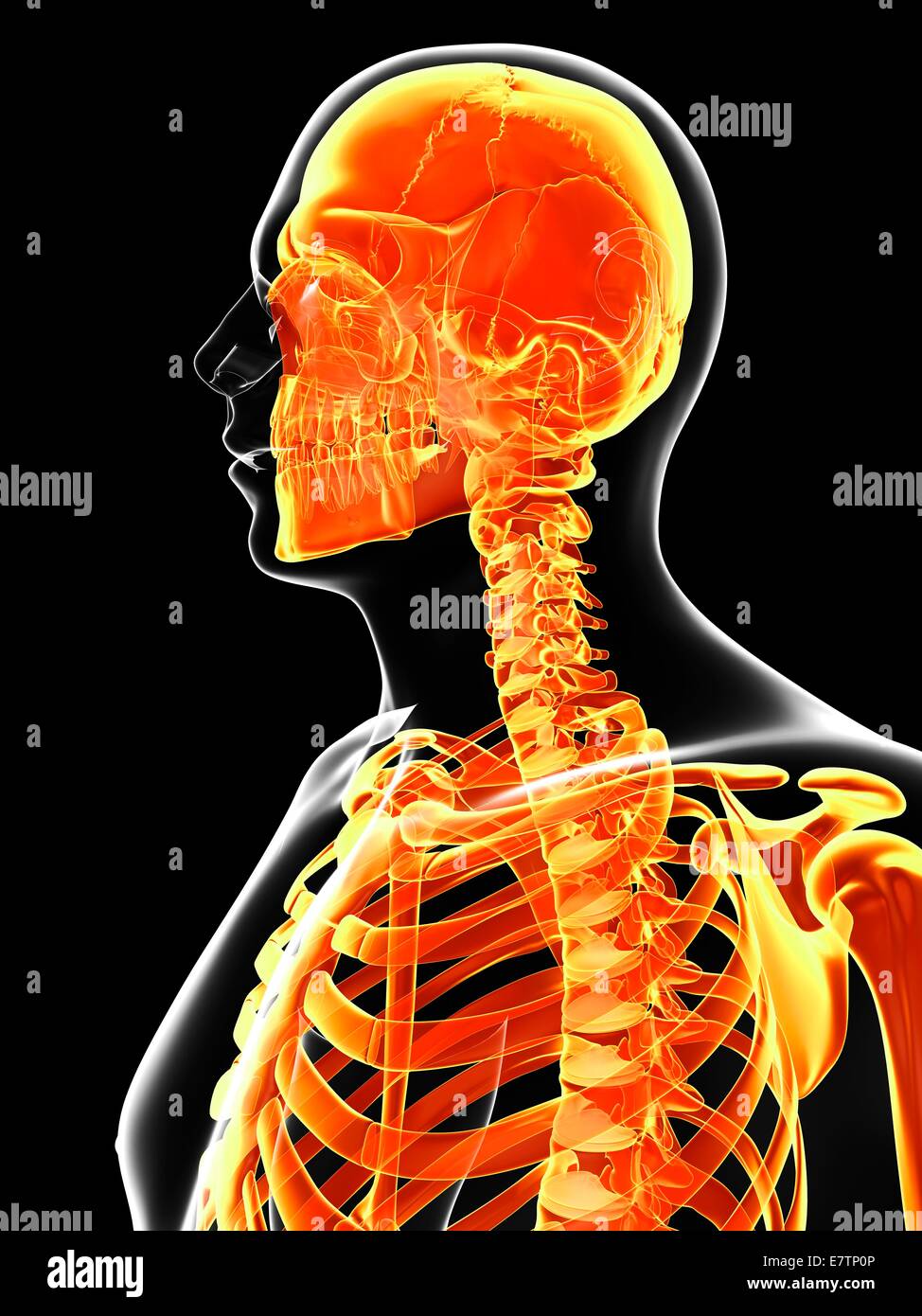Human skull and neck bones, computer artwork Stock Photo - Alamy