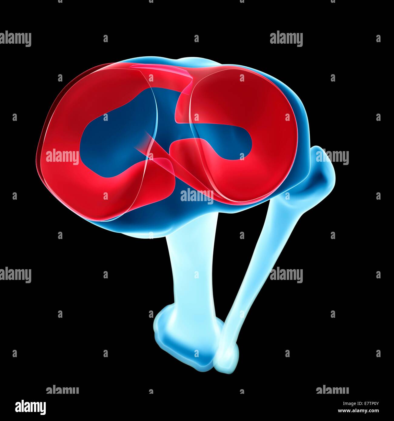 Human shin bone and ligament, computer artwork Stock Photo - Alamy