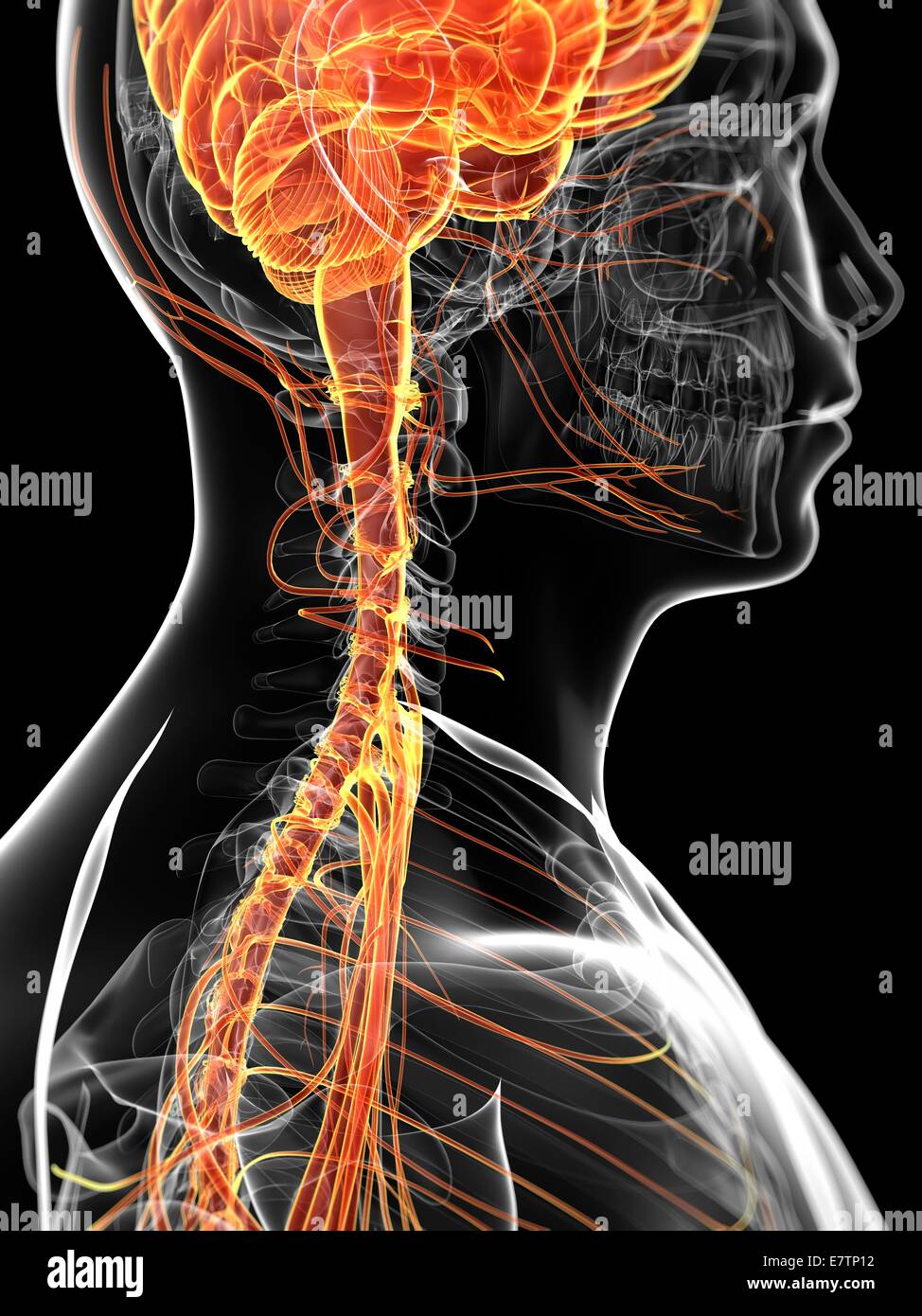 Human brain and nervous system, computer artwork Stock Photo - Alamy
