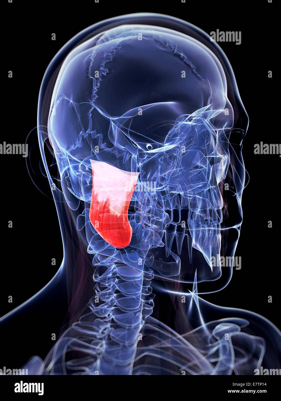 Human masseter superior muscle, computer artwork Stock Photo - Alamy