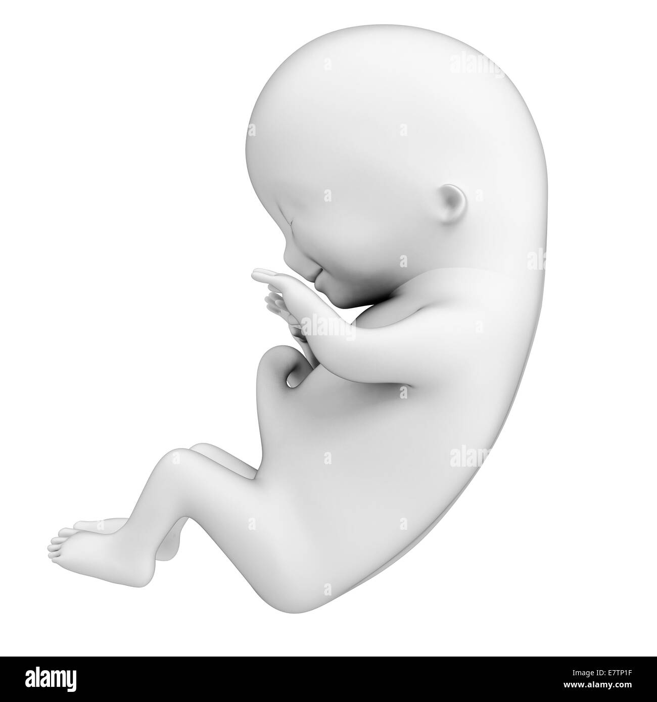 Human fetal development (month 3), computer artwork Stock Photo - Alamy