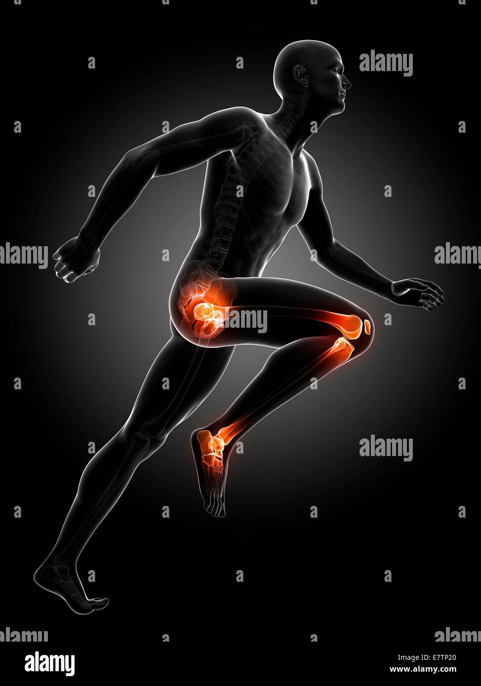 Human anatomy of a runner's joints, computer artwork Stock Photo - Alamy