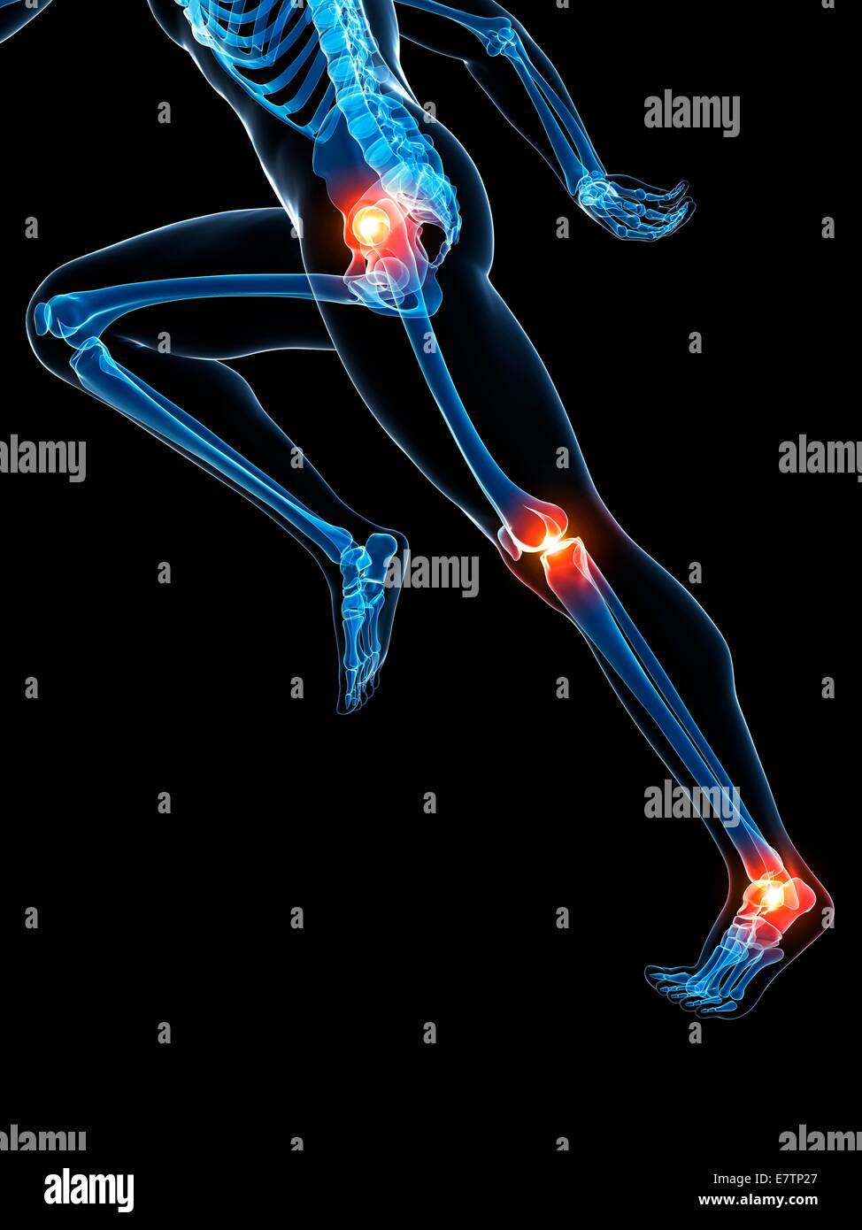 Human anatomy of a runner's joints, computer artwork Stock Photo - Alamy