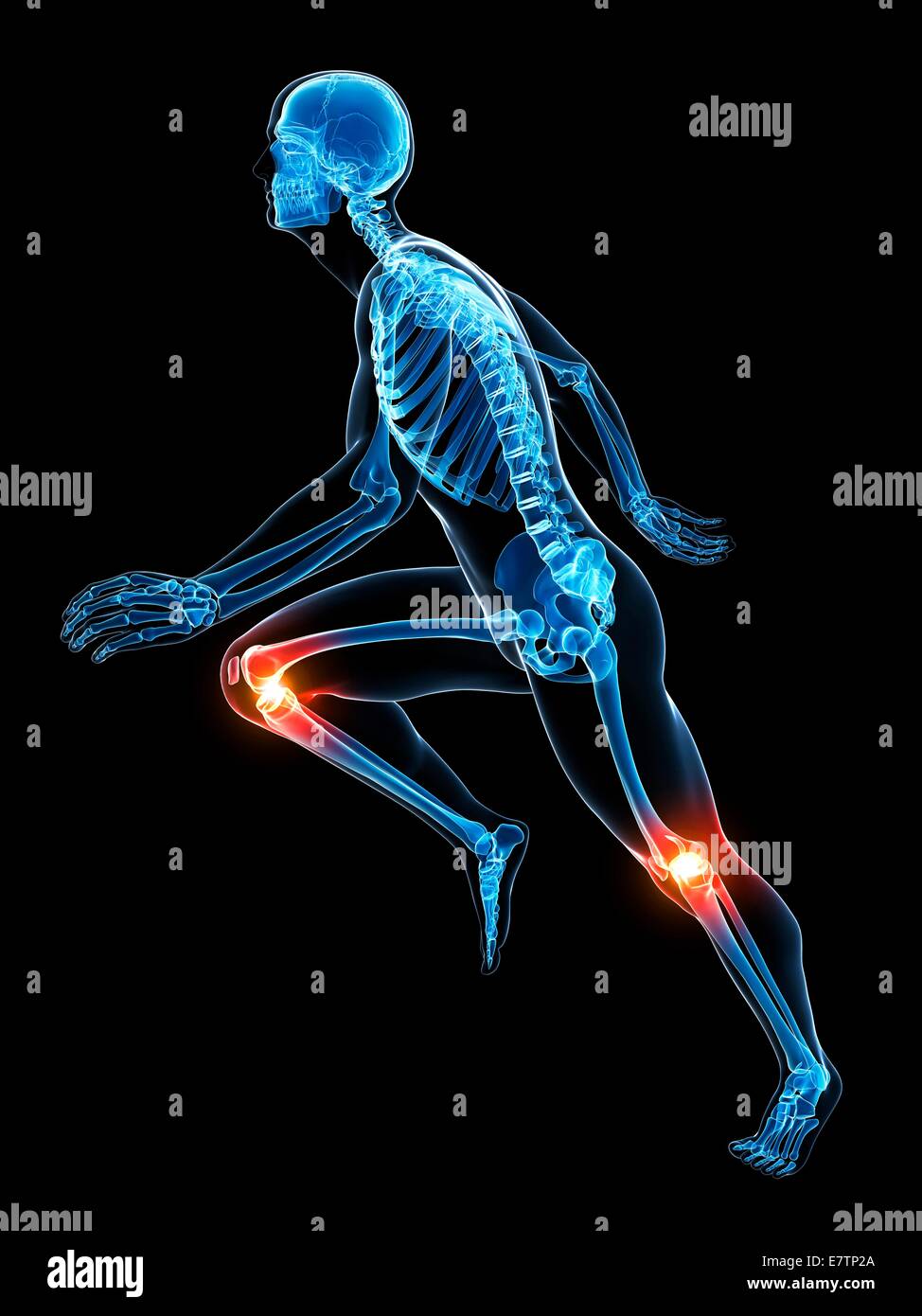 Human anatomy of a runner's joints, computer artwork Stock Photo - Alamy