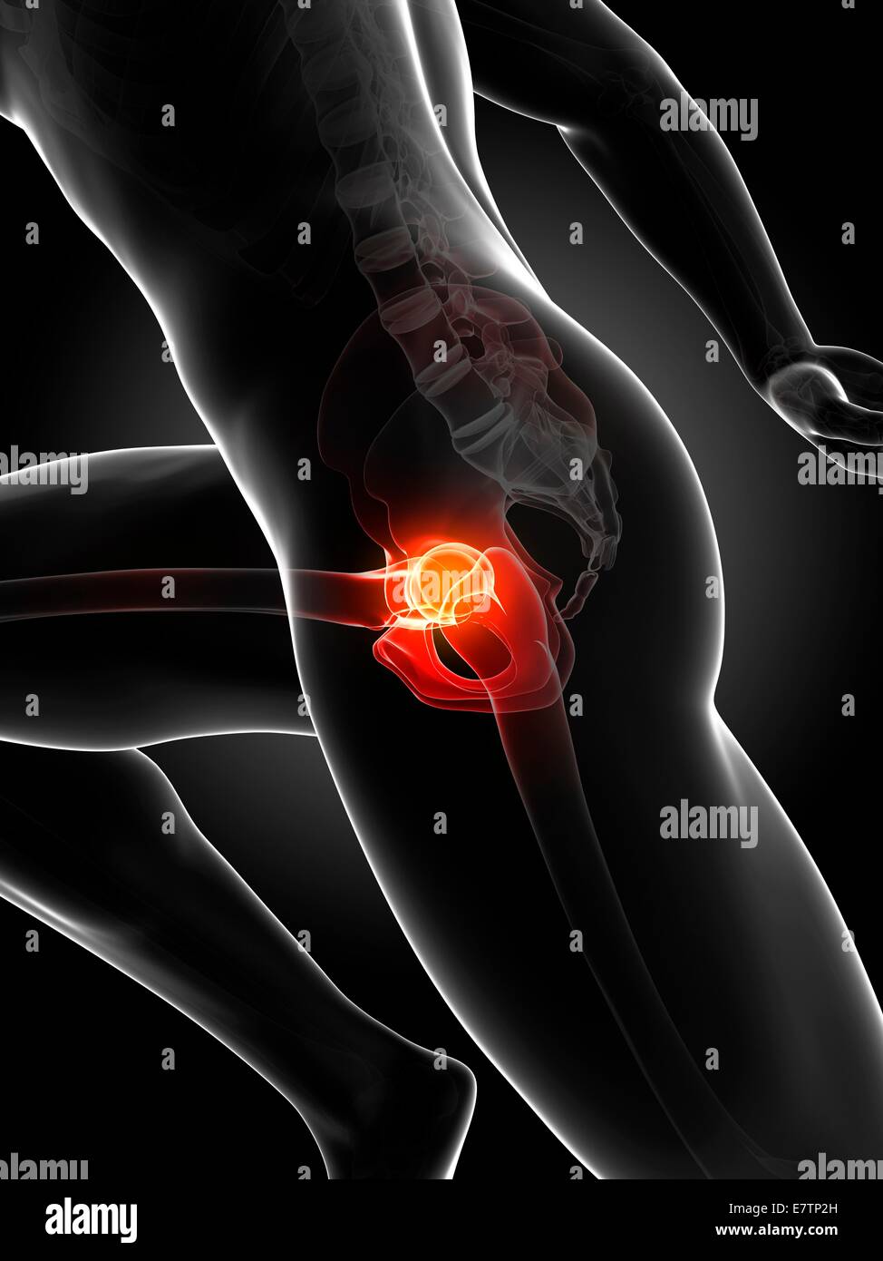 Hip joint anatomy hi-res stock photography and images - Alamy