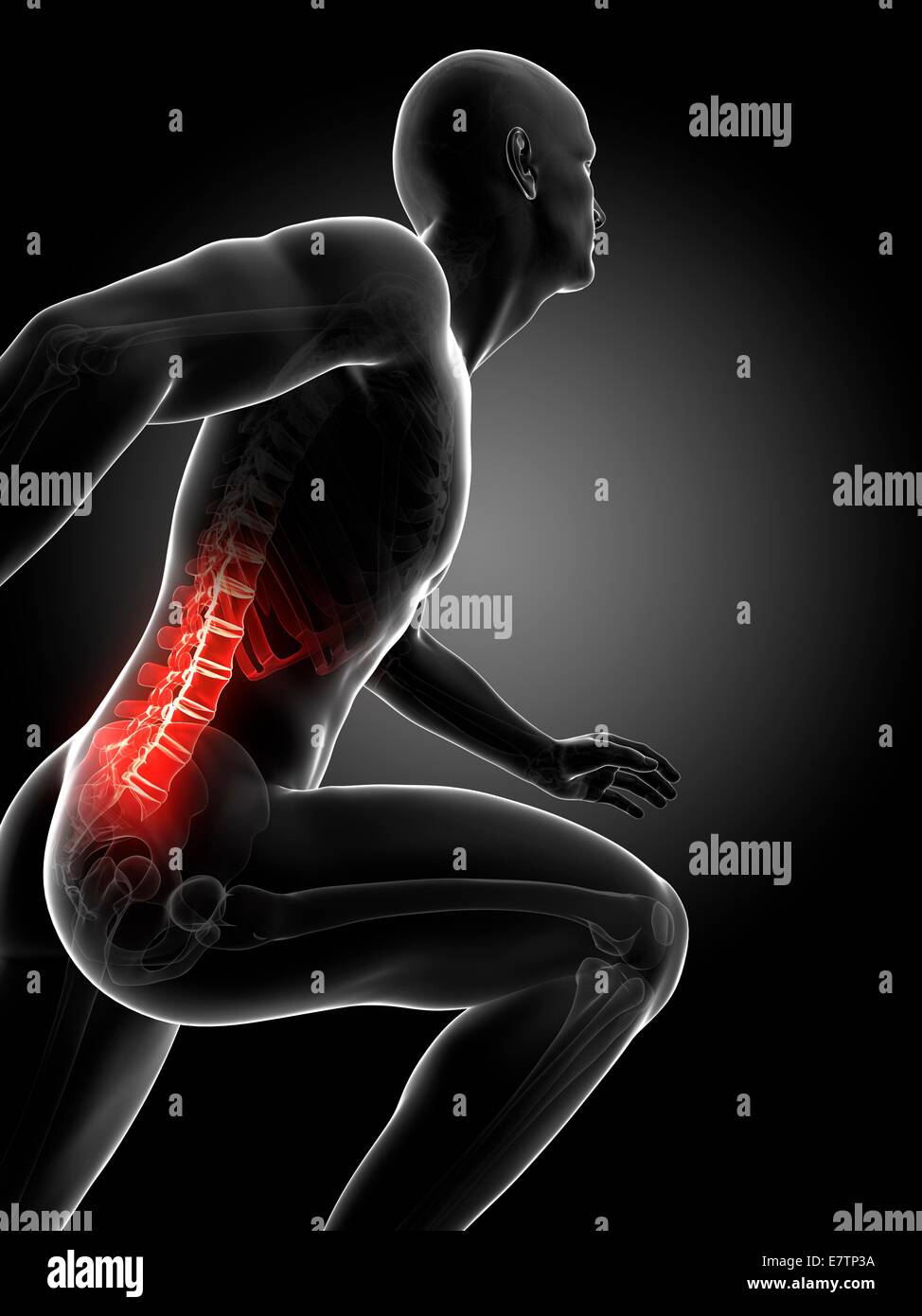 Human anatomy of a runner's lower spine, computer artwork Stock Photo ...