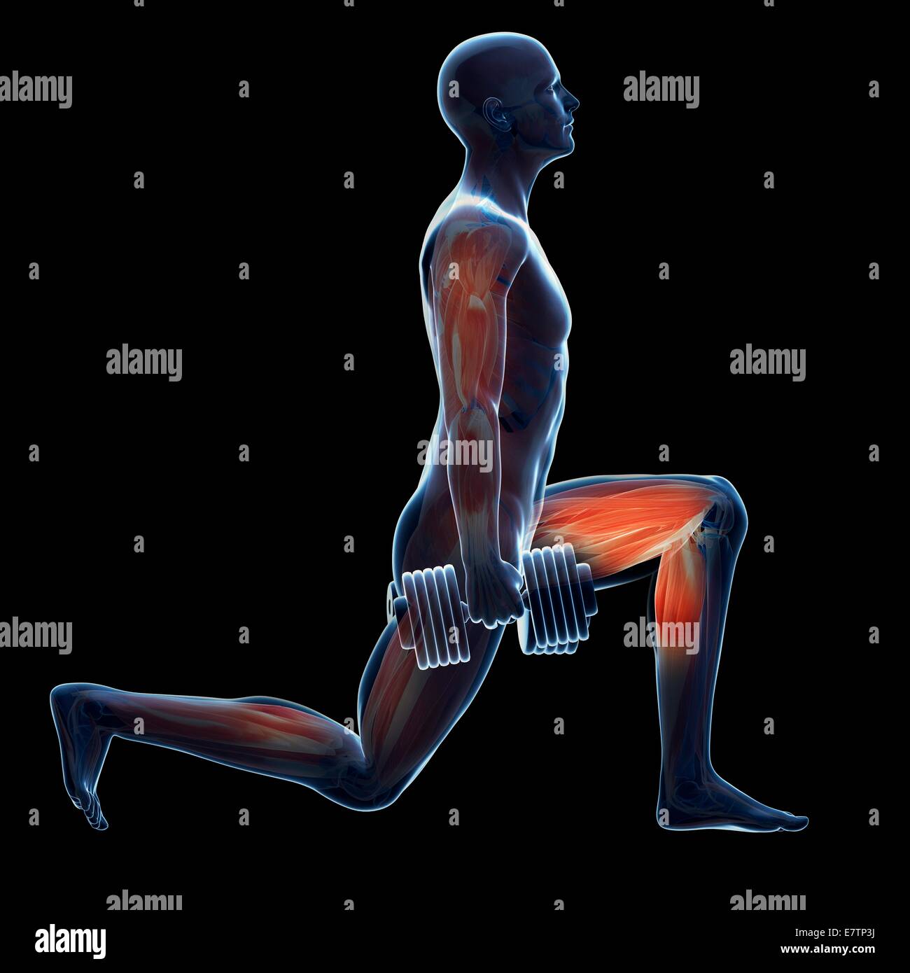 Human muscles used during weight training, computer artwork Stock Photo ...