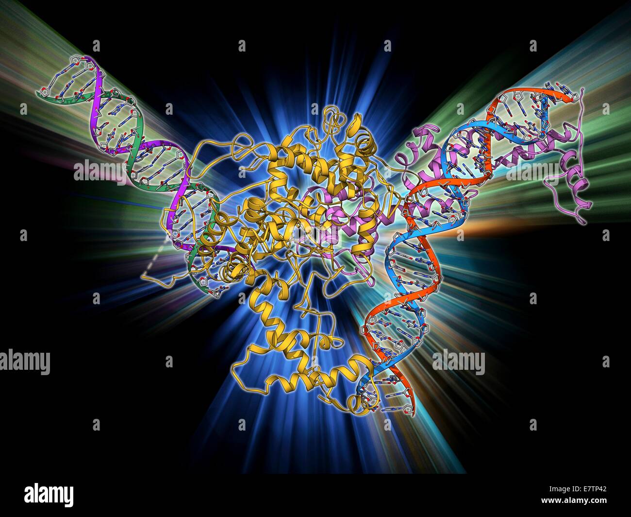Chromatin remodelling factor and DNA, molecular model. The strands of ...