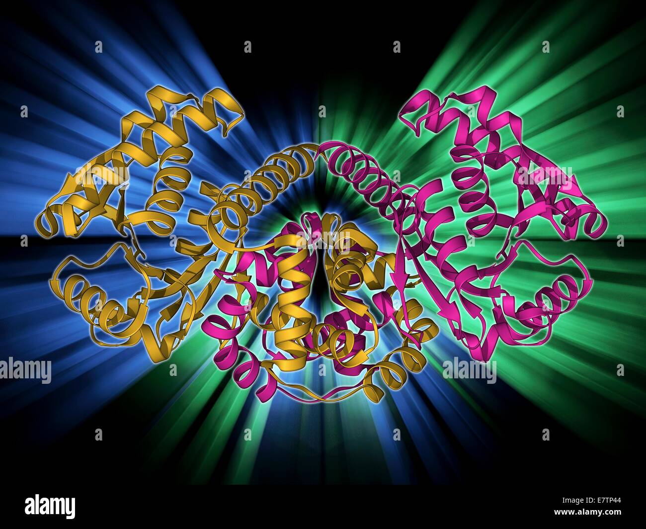 Lambda crystallin hi-res stock photography and images - Alamy