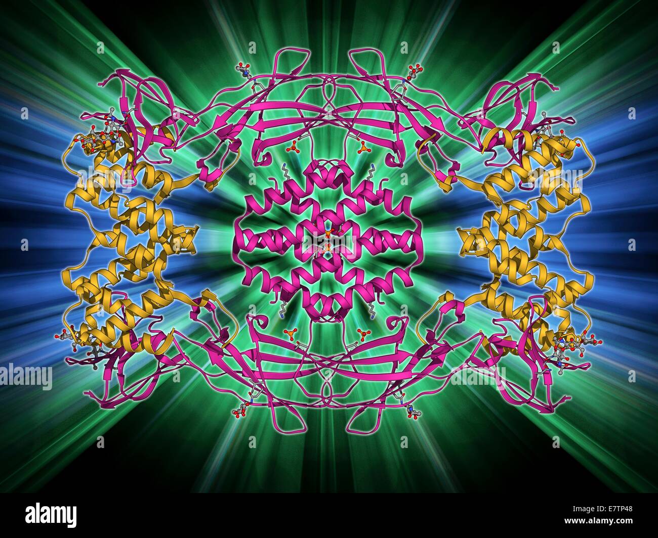 Interferon (IFN) antagonism by viral protein. Molecular model of an ...
