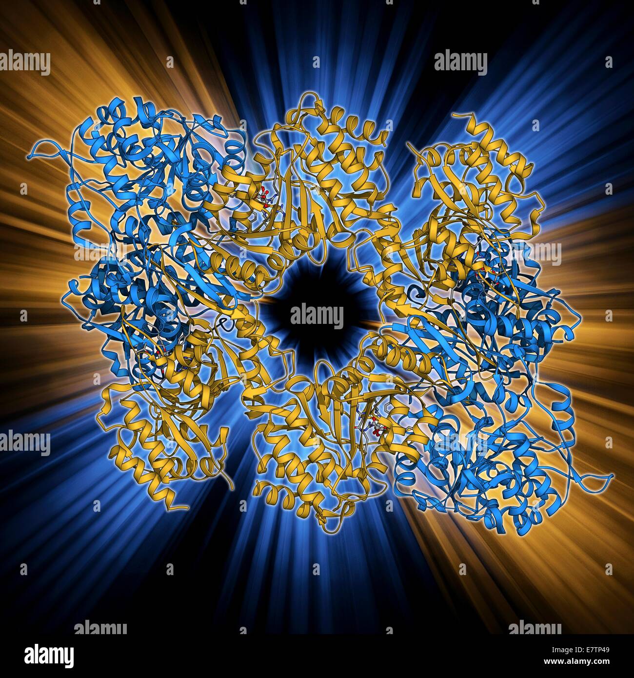 Citric acid cycle hi-res stock photography and images - Alamy
