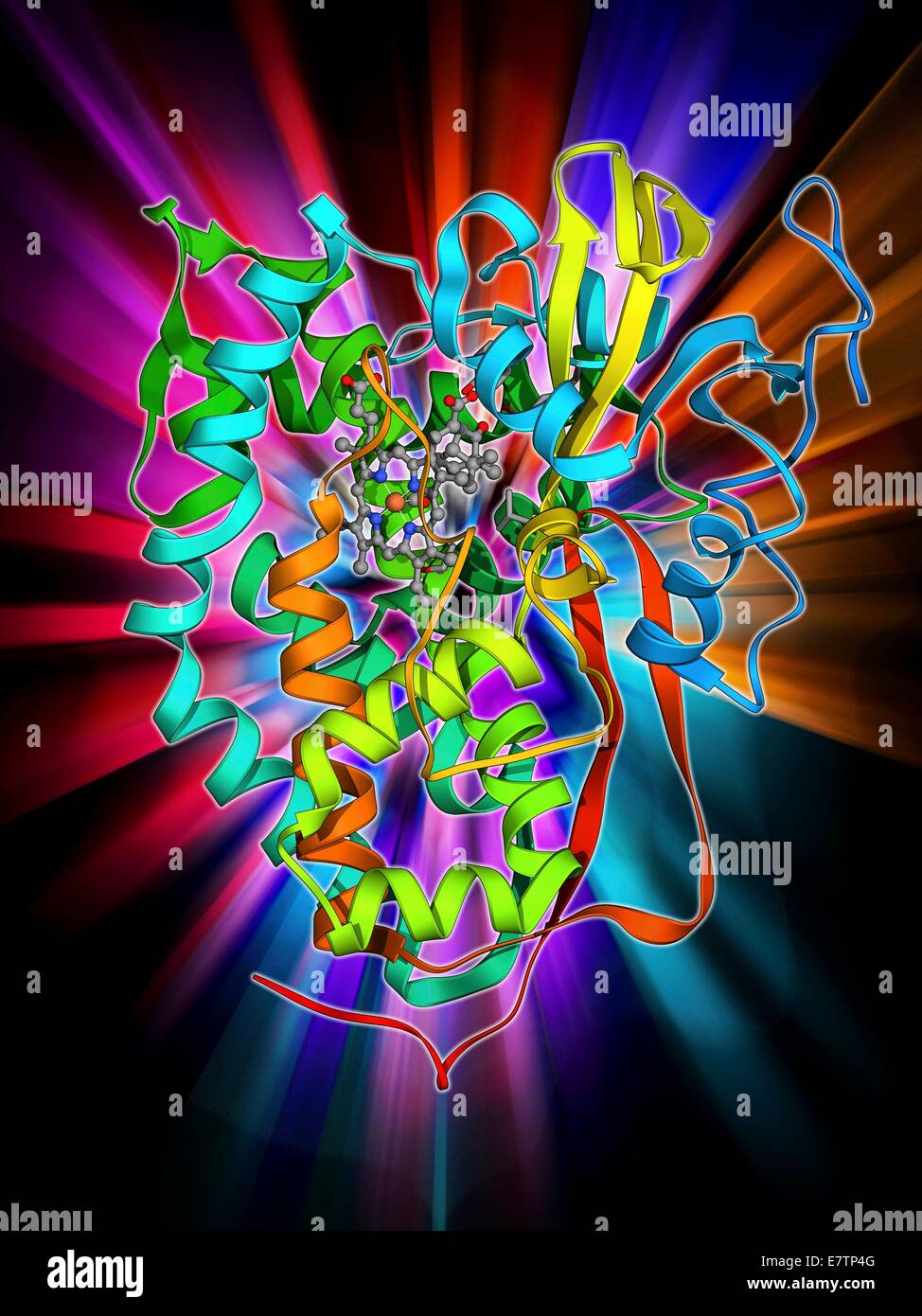 Cytochrome P450 complex. Molecular model of a complex composed of ...