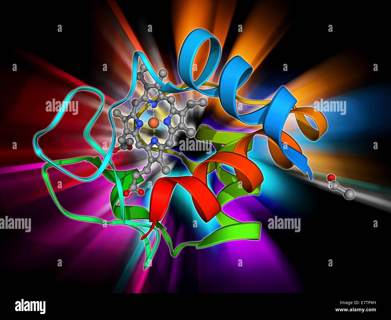 Cytochrome C, molecular model. Cytochrome molecules perform oxidation ...